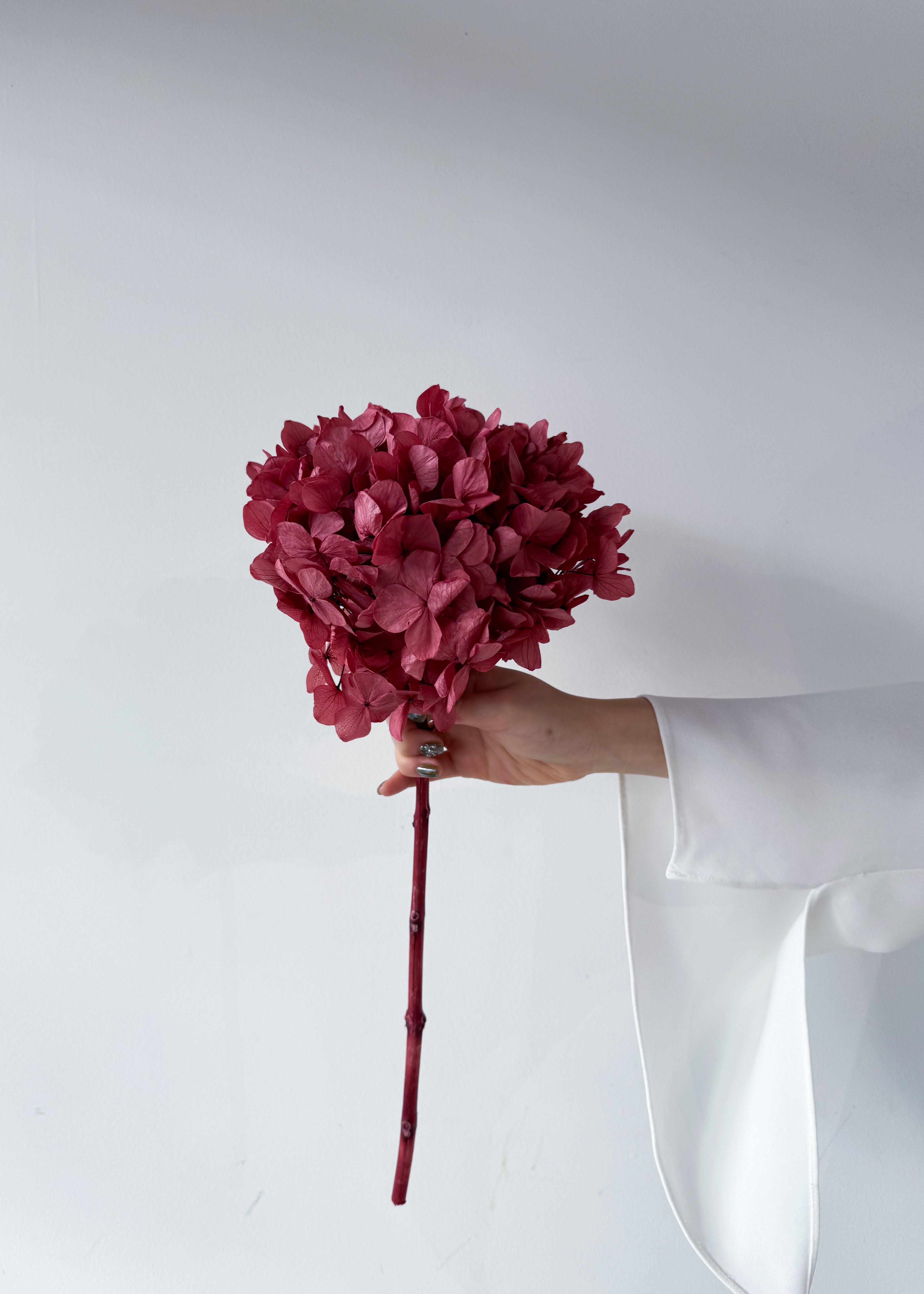 PRESERVED HYDRANGEA STEM I WINE RED I LARGE-LEAF – The Palmier