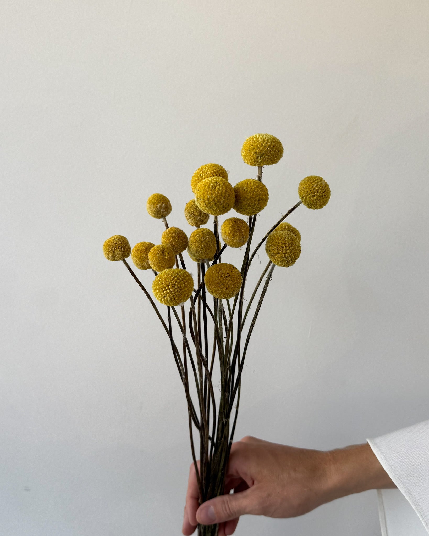 DRIED BILLY BUTTONS | NATURAL YELLOW – The Palmier