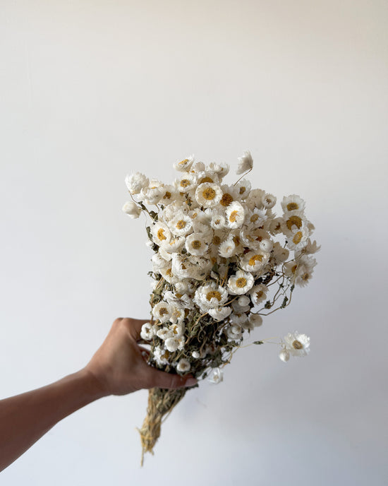 DRIED DAISIES – The Palmier