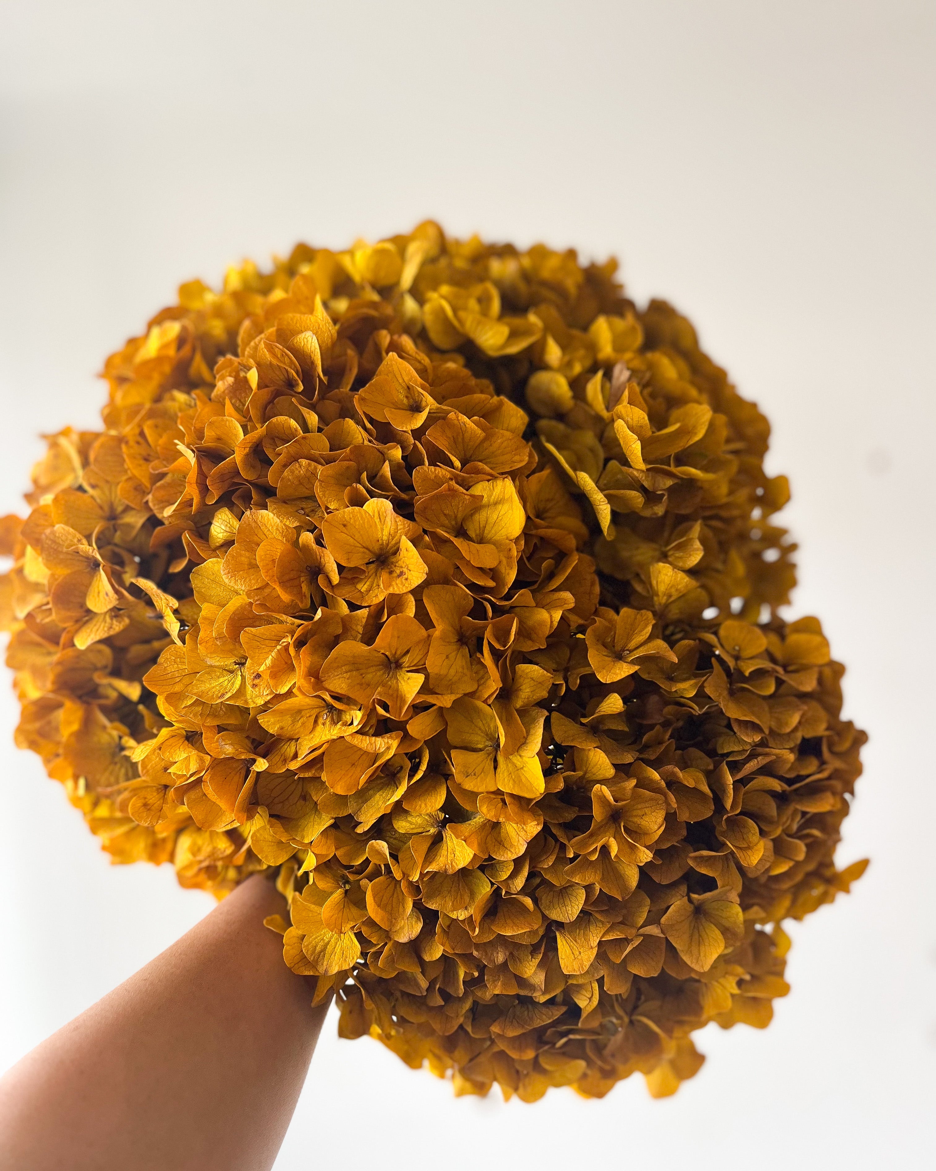 - PRESERVED HYDRANGEA STEM - AUTUMN (LARGE-LEAF) – The Palmier