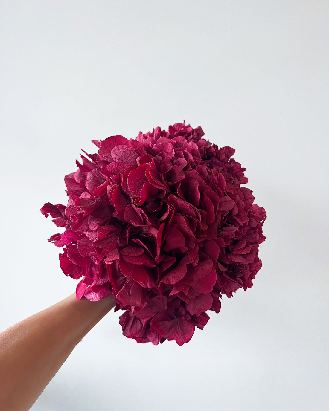 - PRESERVED HYDRANGEA - BURGUNDY (LARGE-LEAF) - – The Palmier