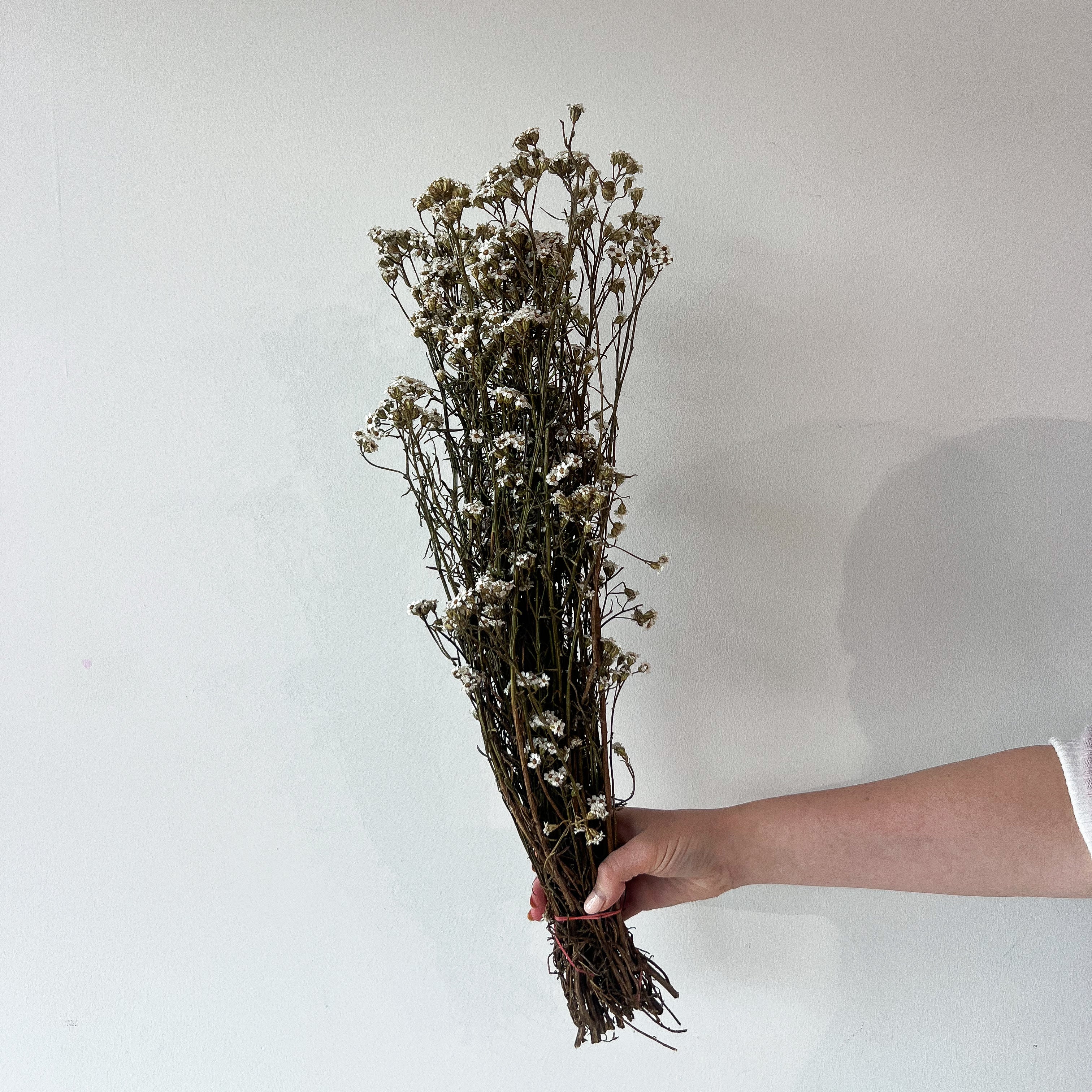 DRIED MOUNTAIN DAISIES – The Palmier