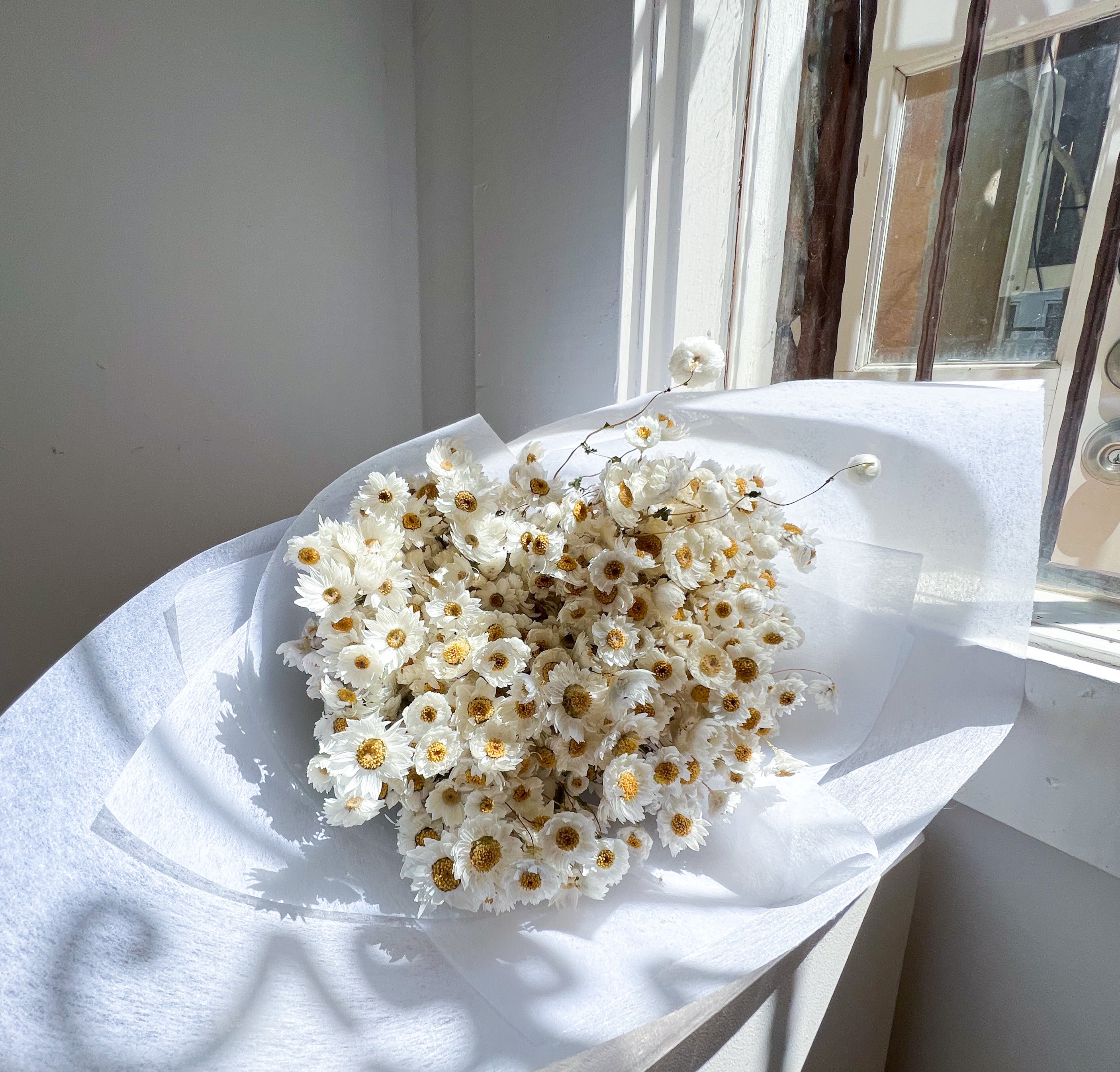 DRIED DAISIES – The Palmier