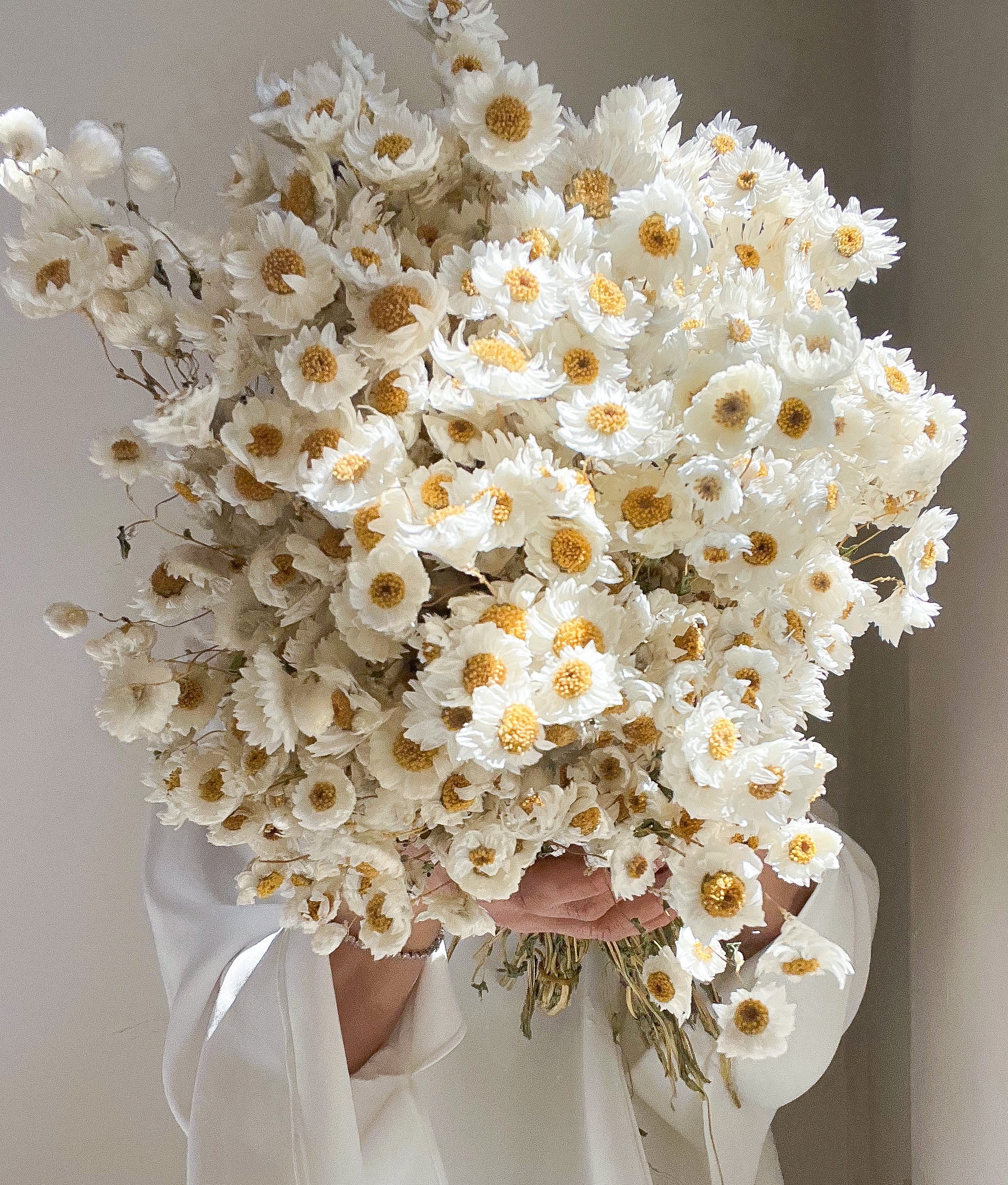 DRIED DAISIES – The Palmier