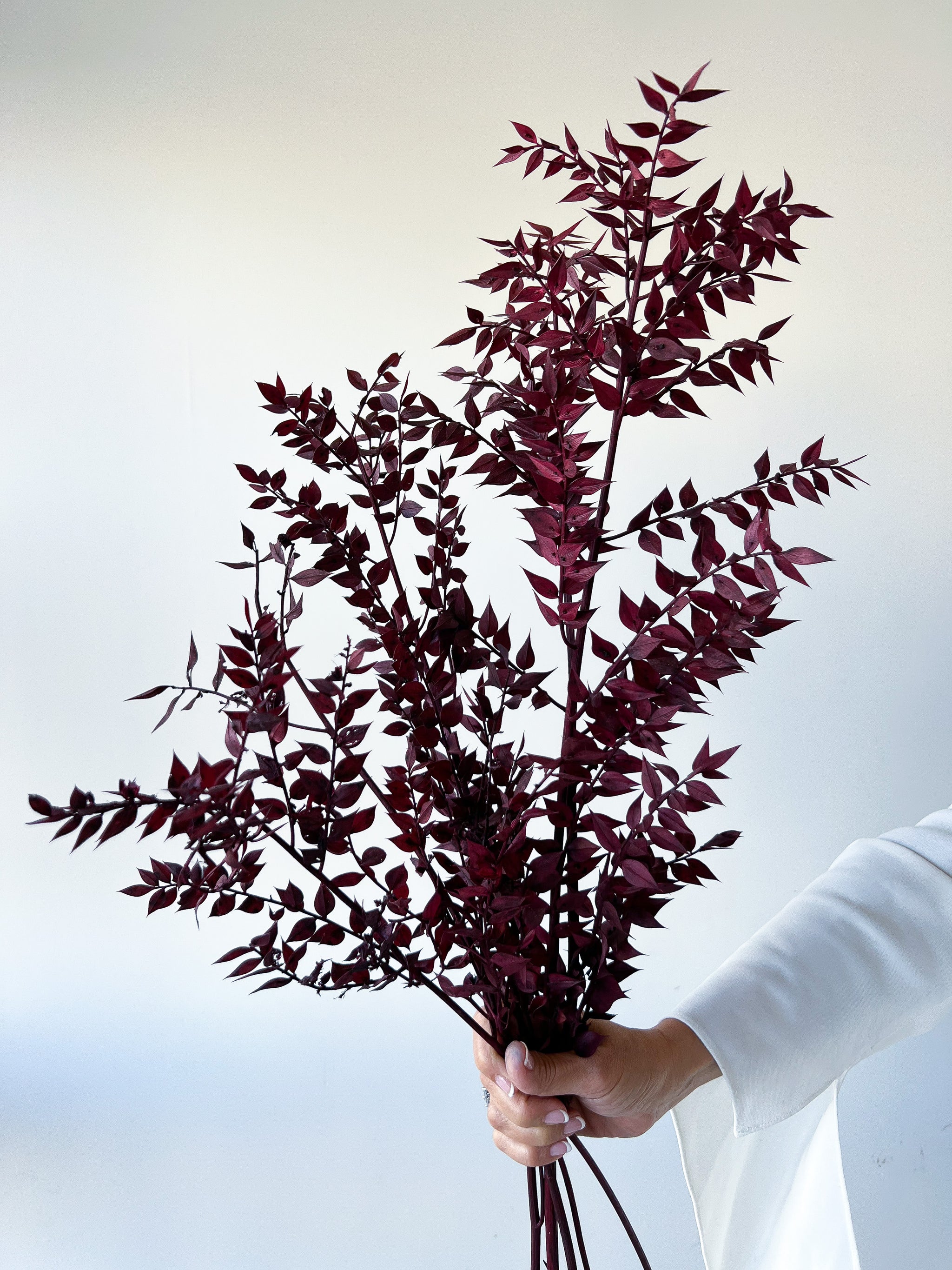 PRESERVED ITALIAN RUSCUS | DEEP BURGUNDY – The Palmier